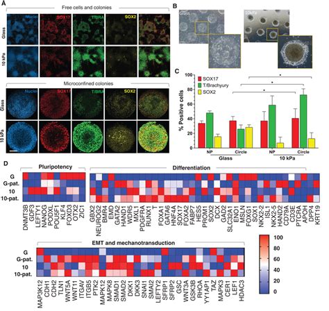 Bmp4 Treatment Augments Substrate Induced Differentiation A Colonies Download Scientific