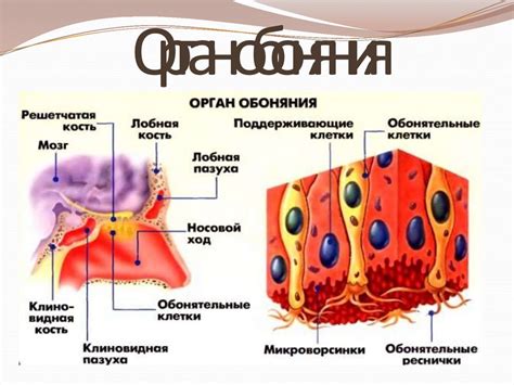 Орган обоняния - презентация онлайн