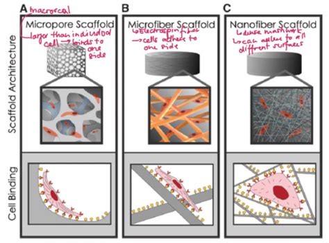3 Physical Properties Of Biomaterials Karteikarten Quizlet