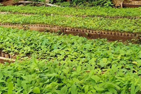 သီပေါမြို့နယ် သစ်တောဦးစီးဌာန ပျိုးဥယျာဉ်တွင် ၂၀၂၂ခုနှစ် မိုးရာသီကာလ ပြည