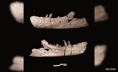 Fossil Found In Us Represents New Dinosaur Species See Pics