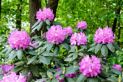 25 Long Lasting Bushes With Flowers To Fill In Your Space Happy Diy Home