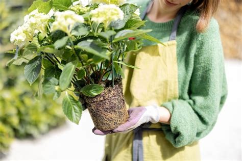 Premium Photo Woman Holding Hydrangea Plant With Roots And Ground