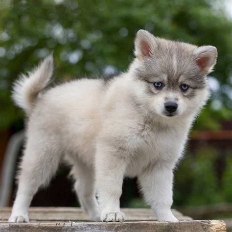Miniature Husky Rescue At Aiden Scurry Blog