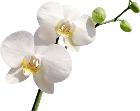 Download White Orchids Orchid Png Clipartkey