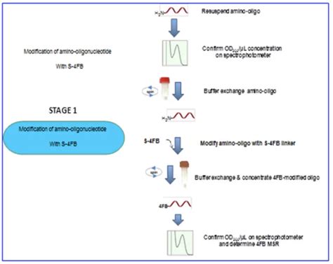 Antibody Oligonucleotide All In One™ Conjugation Kit Vector Labs