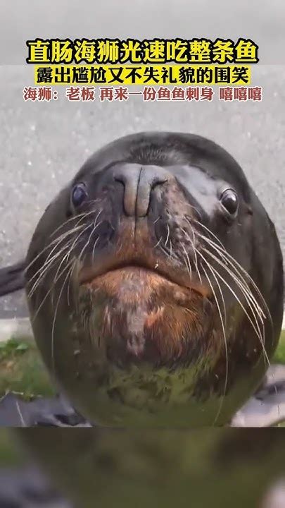 海狮太可爱了，还会笑。不光吃的快，还能满足的样子 Youtube