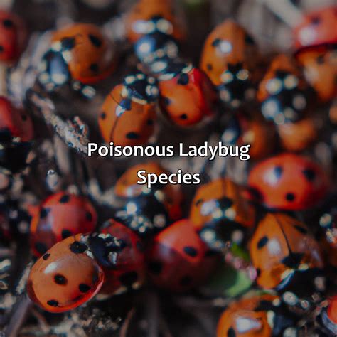 What Color Ladybugs Are Poisonous