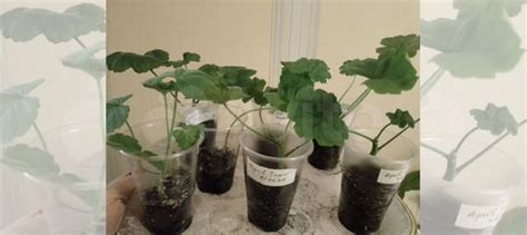 Черенки пеларгонии купить в Москве Товары для дома и дачи Авито