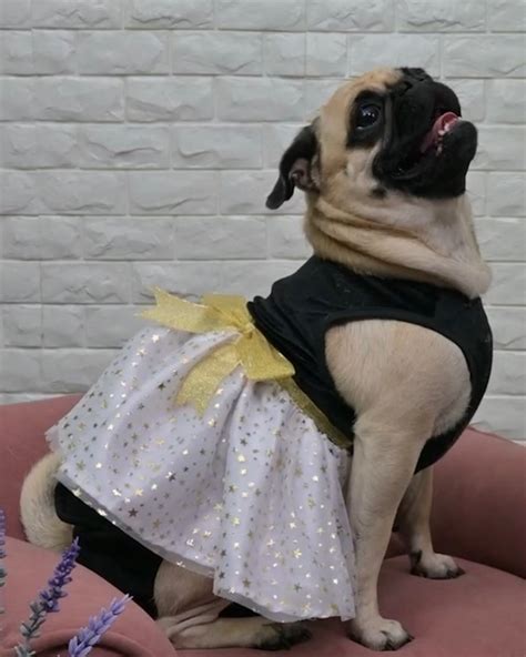 Lilyandthegumdrops Lilyandthegumdrops • Instagram Photos And Videos