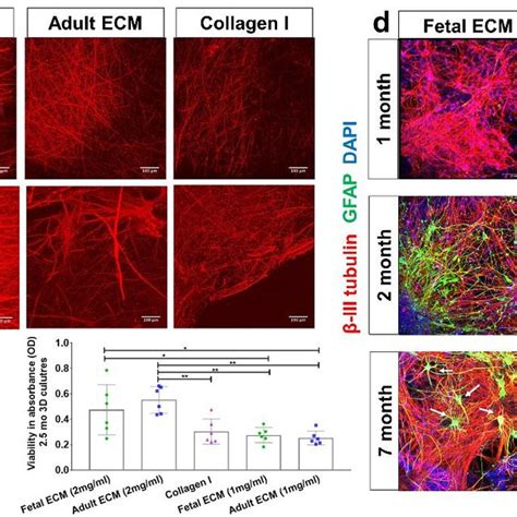 Extracellular Matrix And Time Dependent Differentiation Of Human Download Scientific Diagram