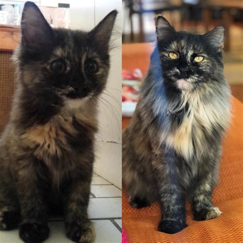 Monika Halloween Rddlc