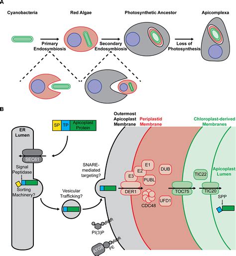 Apicomplexans Plasmodium
