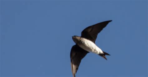 Andorinha Grande 267079 Biofaces Bring Nature Closer