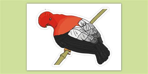 Gallito De Las Rocas Dibujo Twinkl Perú Twinkl