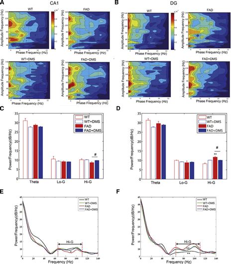 The Modulation Of High Frequency Lfp Oscillations By Dms In The Ca1 And