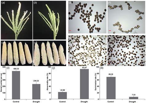 Transcriptome Analysis Of Maize Pollen Grains Under Drought Stress During Flowering