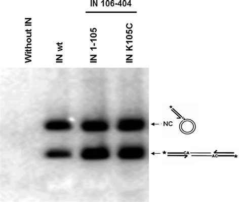 Enzyme Activity Assays Of Wild Type And In Mutants Integration Assays