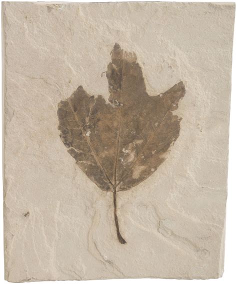 Carbon Film Fossils