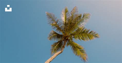 야자수가 밝고 푸른 하늘을 향해 뻗어 있습니다 사진 Unsplash의 무료 햇빛 이미지