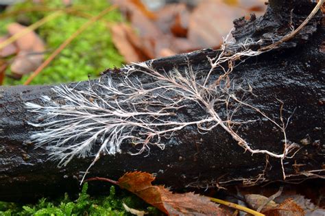 Turning Root Fungus From Harmful To Helpful