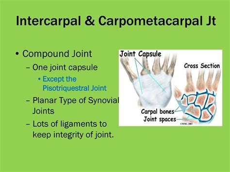 The Hand And Lymphatics Week 6 Ta Review Ppt Download