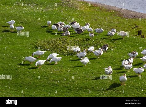 Gray Beautiful Geese In A Pasture In The Countryside Walk On The Green