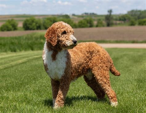 F1 Goldendoodle Puppies For Sale Online Iowa Goldendoodle Breeder
