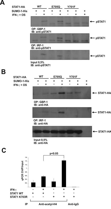 Sumoylation Deficient Stat1 Mutant Shows Enhanced Dna Binding On Stat1 Download Scientific