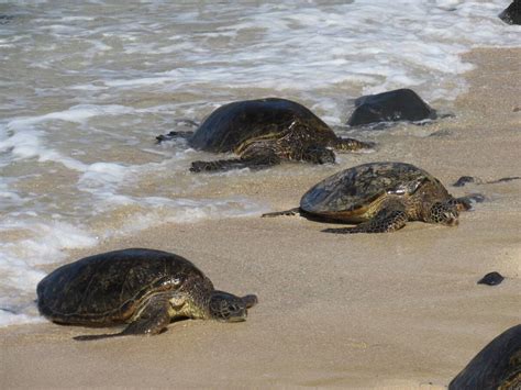 29 Best Places To See Sea Turtles On Maui