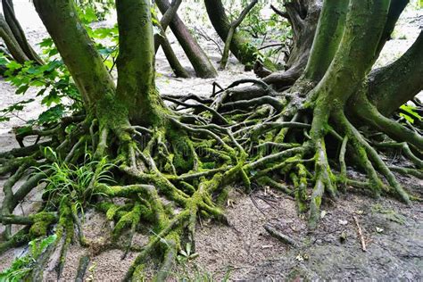 Tree Roots Above The Ground Stock Image Image Of Visible Branch