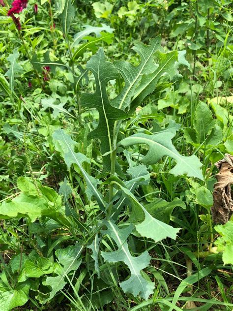 Lactuca Serriola Wild Lettuce Seeds Edible Plant Growing Kit 50