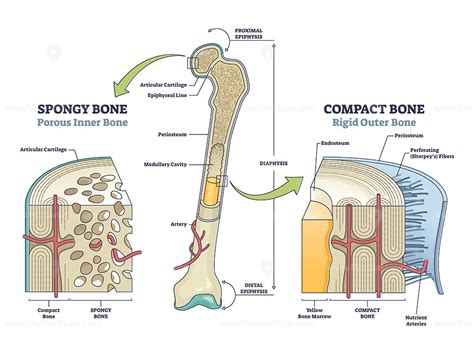 Spongy Vs Compact Bone Comparison With Anatomical Structure Outline Diagram Structure Of Bone