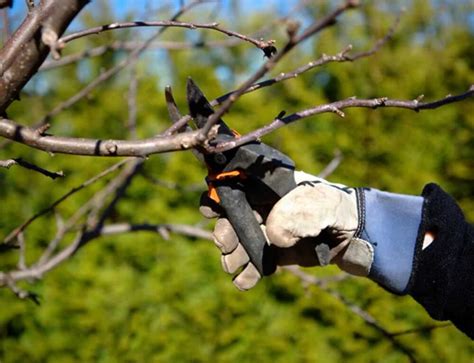 7 Effective Ways To Repair A Tree With A Split Trunk