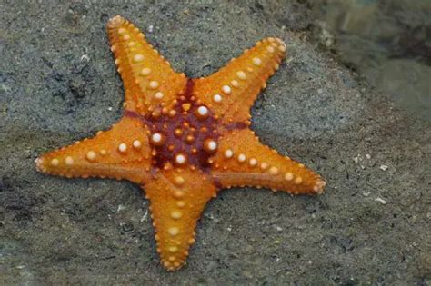 10 Interesting Starfish Facts My Interesting Facts