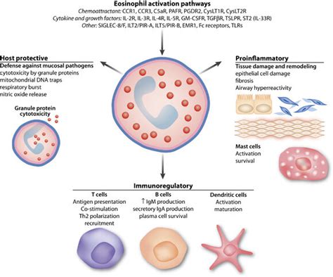 Eosinophil Characteristics And Effector Functions Eosinophil