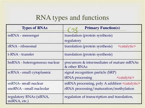 Different Types Of Rna And Their Functions