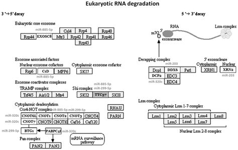 Diagram Of Rna Degradation Four Differentially Expressed Mirnas