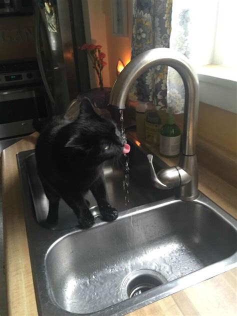 Obsessed With Water She Is The Strangest Cat Ive Ever Had The