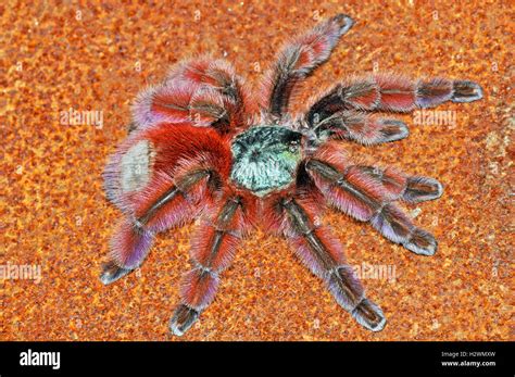 Pink Toe Tarantula Spiderling