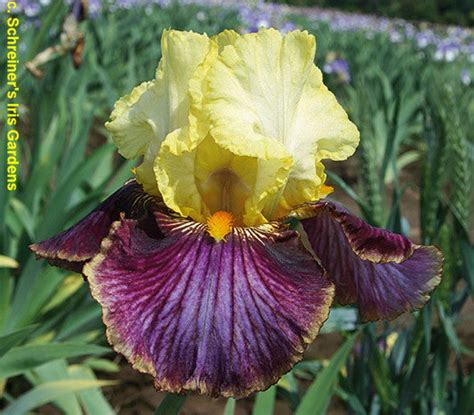 Payback Time Tb Iris Schreiner 2014 Laurel Valley Iris Farm