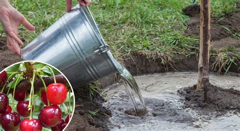 Підгодовуємо вишню навесні Що саме любить дерево щоб рясно вродило