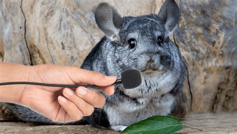 I Interviewed Animals With A Tiny Mic