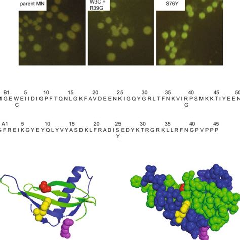 Result Of Fluorescence Screening Of Fragment Complementation A