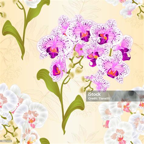원활한 텍스처 분기 난초 Phalaenopsis 흰색과 보라색 흰색 꽃 열 대 식물 녹색 줄기 및 새싹 및 빈티지 벡터 식물