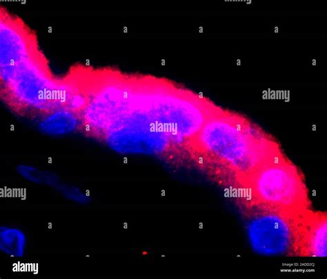 Trophoblasts Fluorescence Deconvolution Micrograph Of Trophoblast