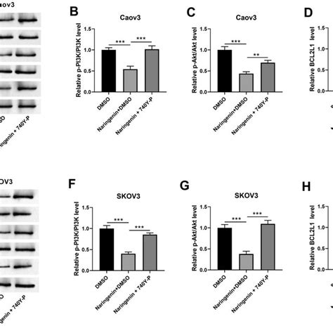 Summary Of The Interactions Between The Pi3kakt Pathway And Runx2 With