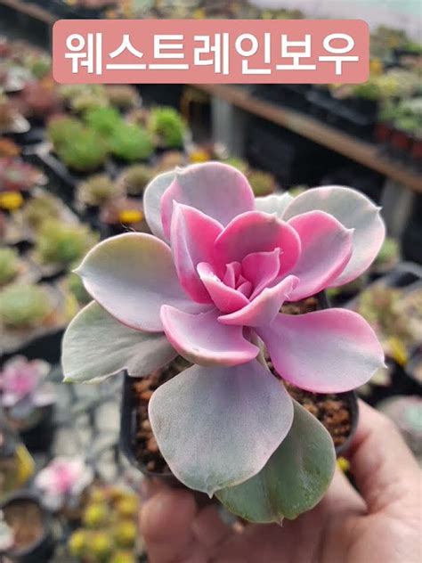 핑키한 다육 웨스트레인보우 다육이 실내정원 유튜브콩나물다육 쿠팡아퀼라스샵 Youtube