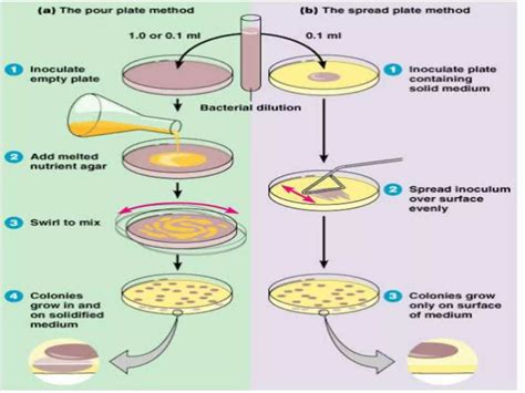 Enumeration Methods Ppt Pptx