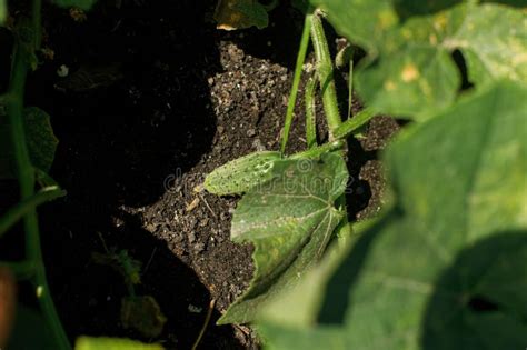 Cucumber Growing In Urban Garden Ripe Cucumber And Leaves Close Up Home Grown Food And Organic